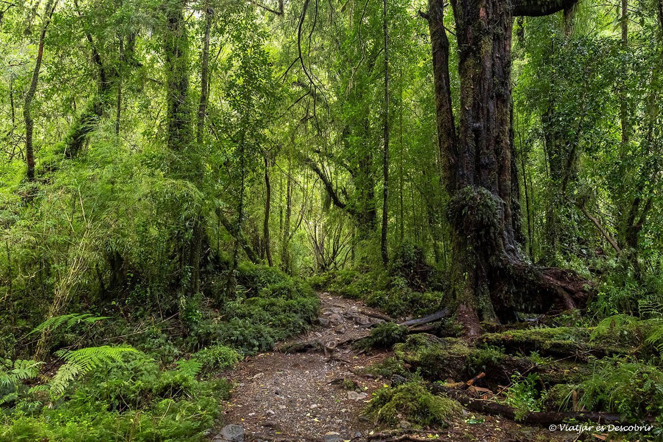 Qué características tiene el Alerce milenario en el Parque Nacional Los ...